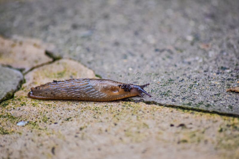 Slug is Moving on the Floor. Stock Image - Image of lusitanicus ...