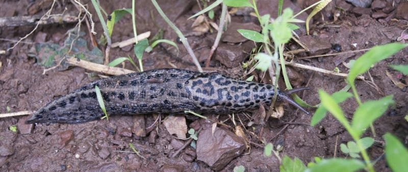 Slug in the Mud stock image. Image of county, dirt, leapord - 77105005