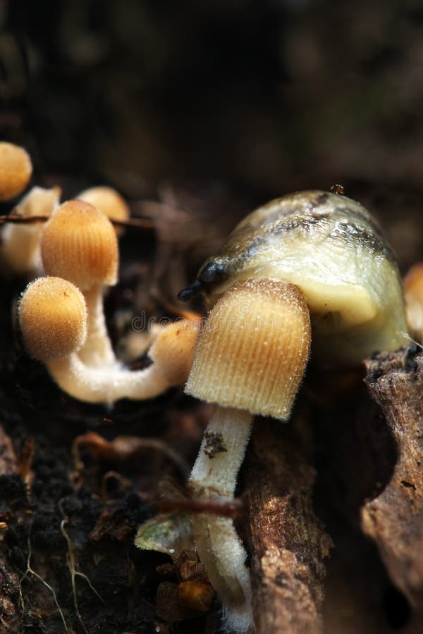 Slug and mushroom stock photo. Image of large, food, biology - 15602930