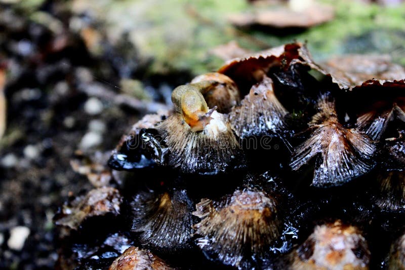Slug on mushroom stock image. Image of mushroom, slimmy - 377248833