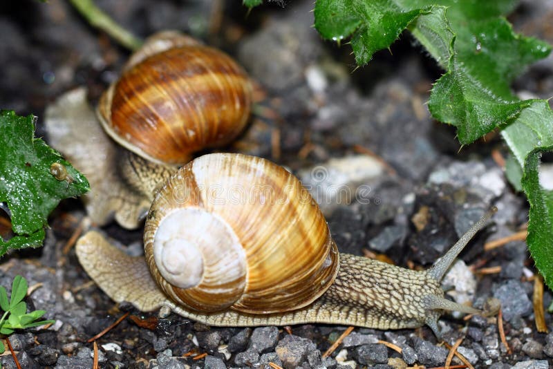 Snail in nature stock image. Image of mollusk, slug - 123050439