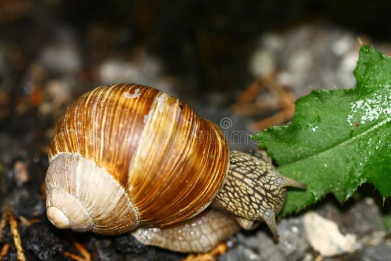 Snail in nature stock photo. Image of shell, slow, macro - 123050458