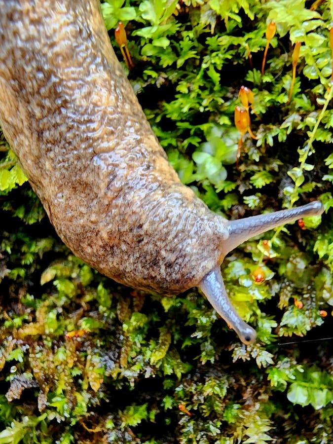 Slug Nature Art Abstract Scenic Moss Stock Image - Image of abstract ...