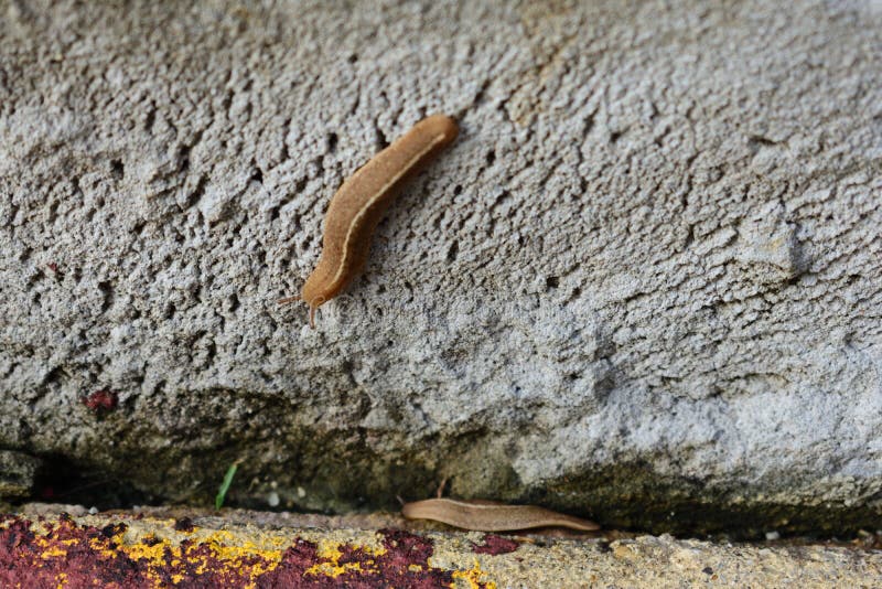 Slug pair 1 stock photo. Image of morning, slug, pair - 107624796
