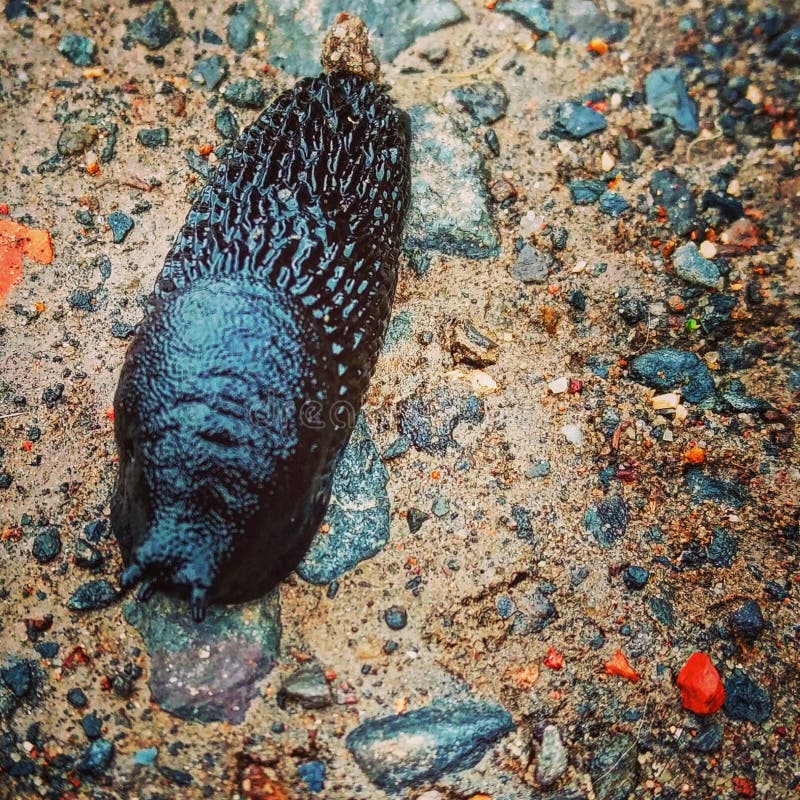 Slug on a path stock photo. Image of geology, organism - 215769778