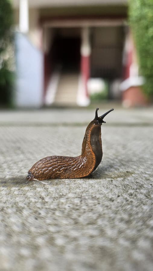 Slug on the Pathway, Standing Against the Wind. Stock Photo - Image of ...