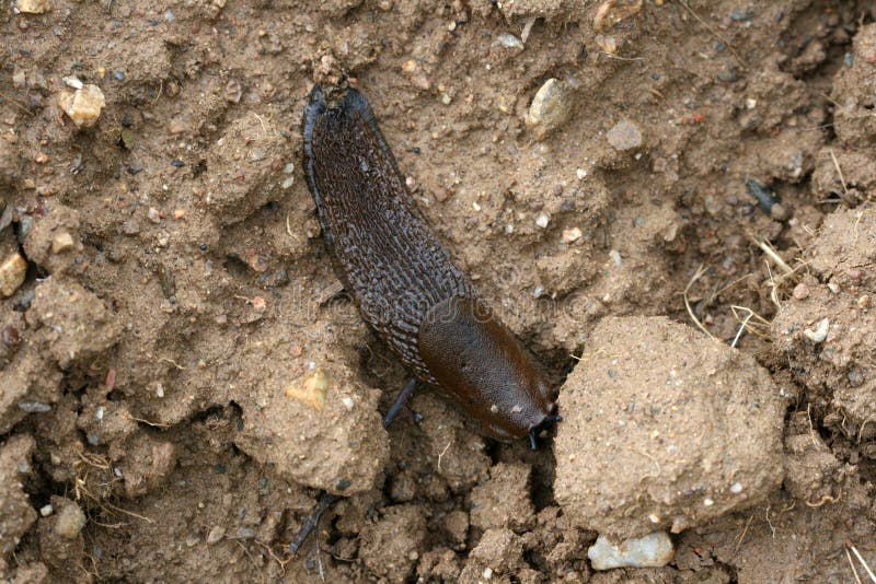 Slug stock photo. Image of arion, ater, slippery, mollusk - 41147592