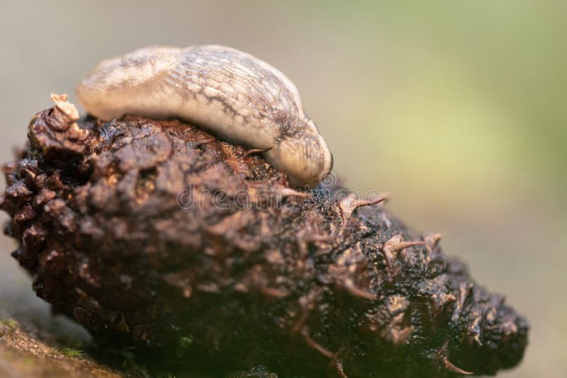 Slug on Pine Cone in Forest, Autumn Stock Photo - Image of forest, slug ...