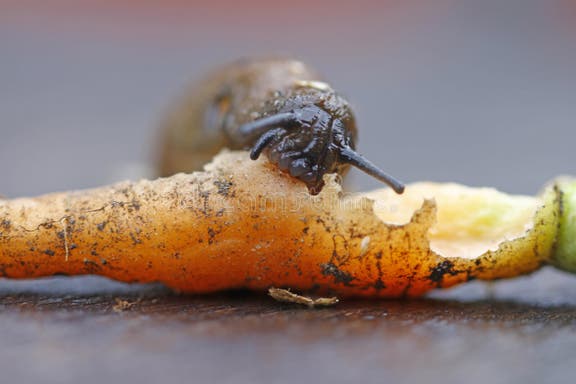 Slug, Rasping on Small Carrot Stock Photo - Image of shell, animal ...