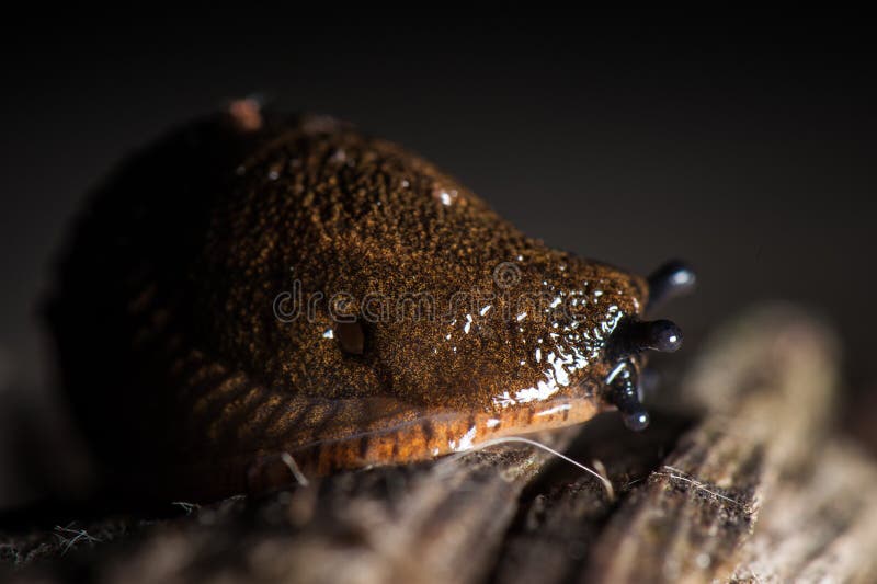 Slug stock photo. Image of pest, arion, slug, gastropod - 73819344