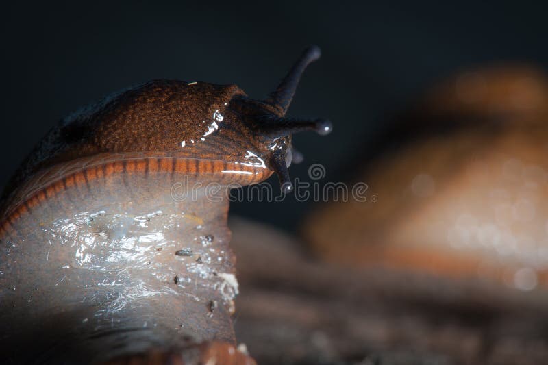 Slug stock photo. Image of animals, slow, slug, long - 73820040