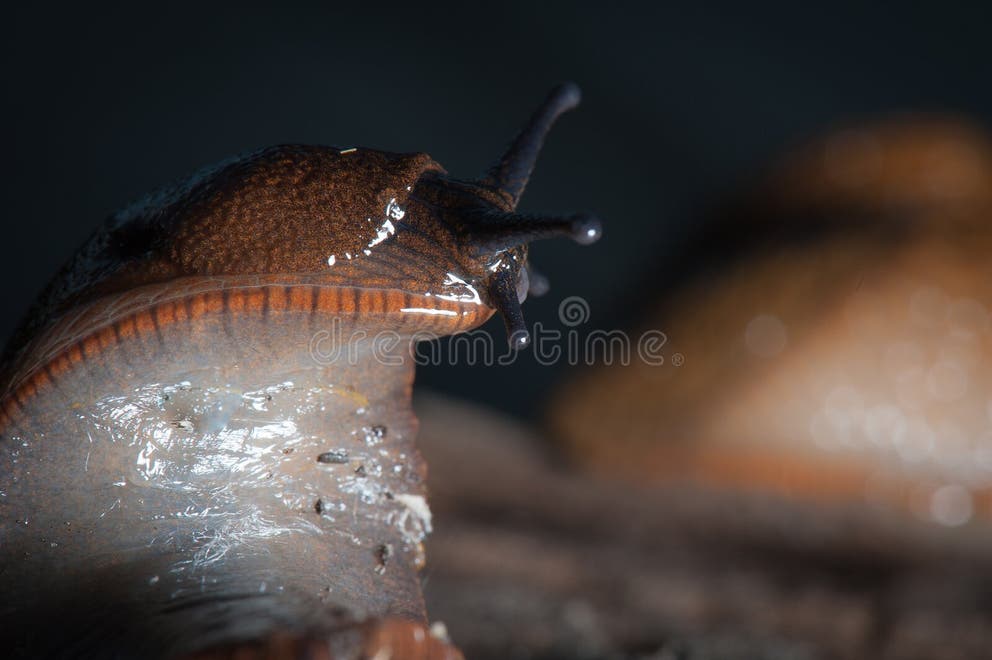 Slug stock photo. Image of animals, slow, slug, long - 73820040