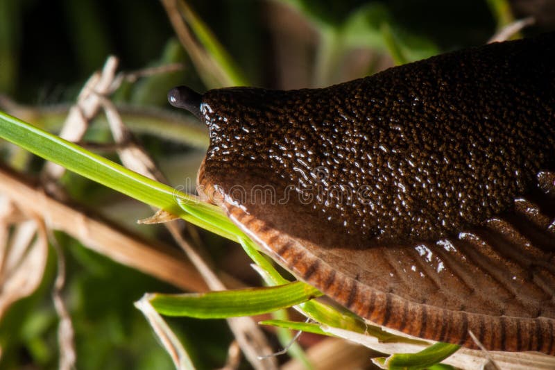 Slug stock photo. Image of pest, slimy, action, european - 73820148