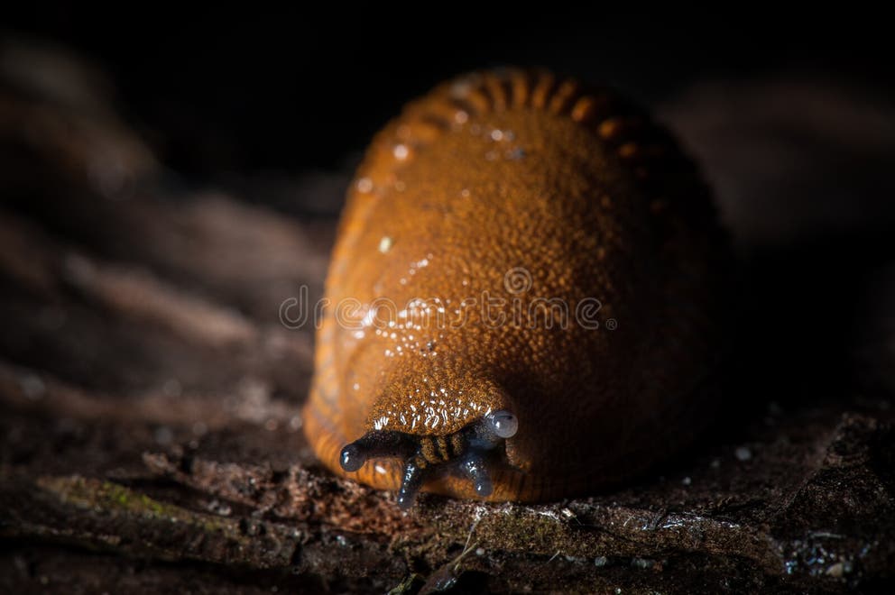 Slug stock photo. Image of speed, pest, gastropod, nature - 73820528