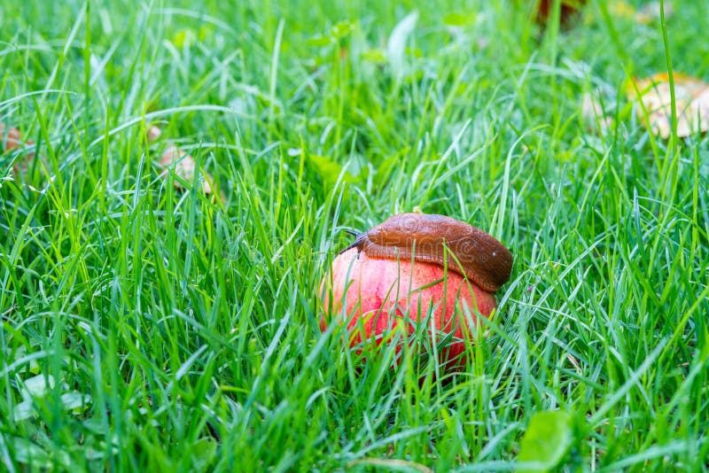 A Slug on the Red Apple in the Grass Stock Photo - Image of meadow ...
