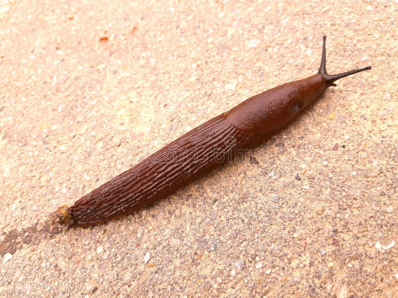 Slug on the road stock image. Image of summer, slug - 102433073