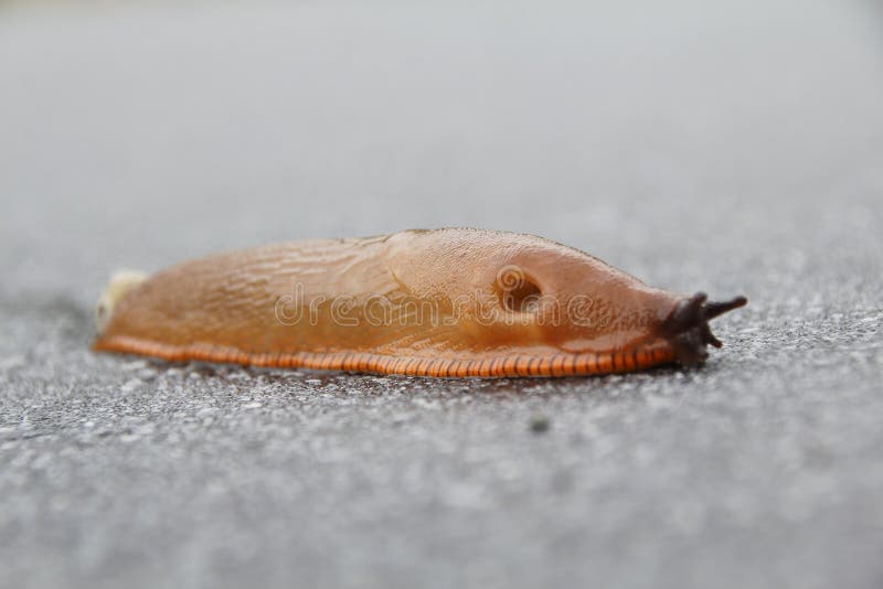 Slug s Breathing Pore stock image. Image of shell, path - 73439015