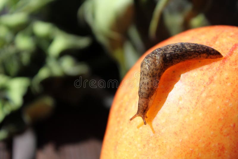 Slug with Shadow Crawling on an Apple Stock Photo - Image of backyard ...