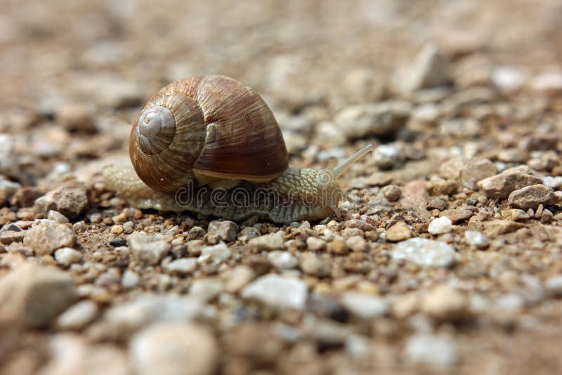 Slug with Shell Close Up on a Stony Path Stock Image - Image of scroll ...
