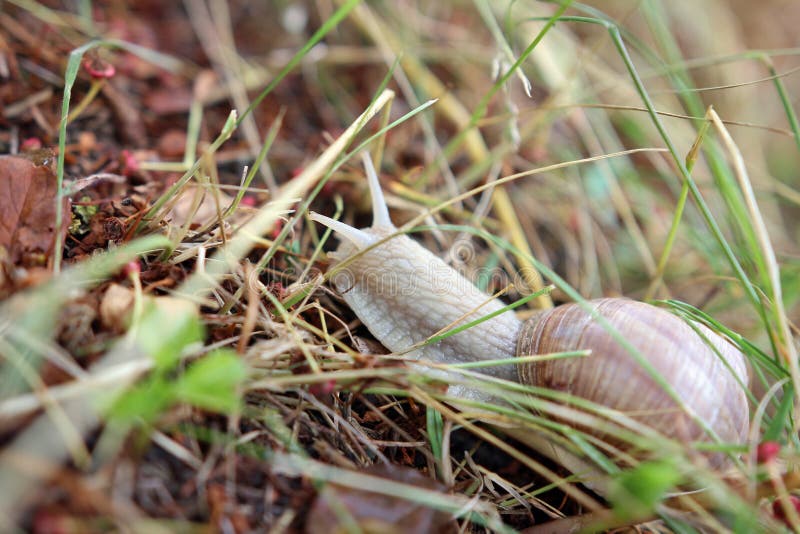 Slug with Shell Crawling in Grass Close Up Outside Stock Photo - Image ...
