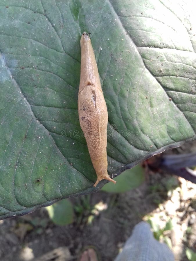 Slug a shell less snail stock photo. Image of slow, slug - 167248746