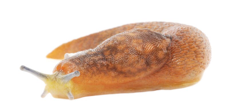 Slug stock photo. Image of brown, animals, naked, isolated - 40997004