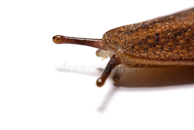 Slug Land Slug Isolated on White Background. Stock Photo - Image of ...