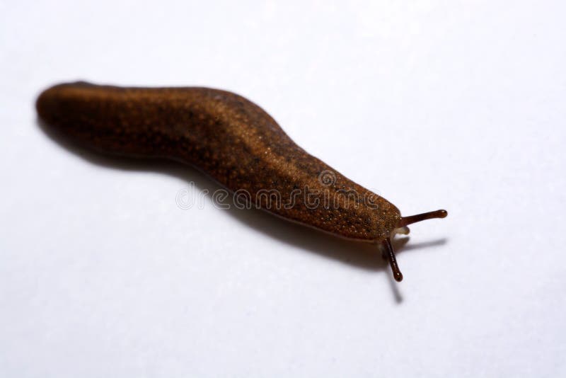 Slug Land Slug Isolated on White Background. Stock Image - Image of ...