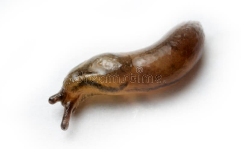Slug Isolated on White Background, Macro Stock Photo - Image of green ...