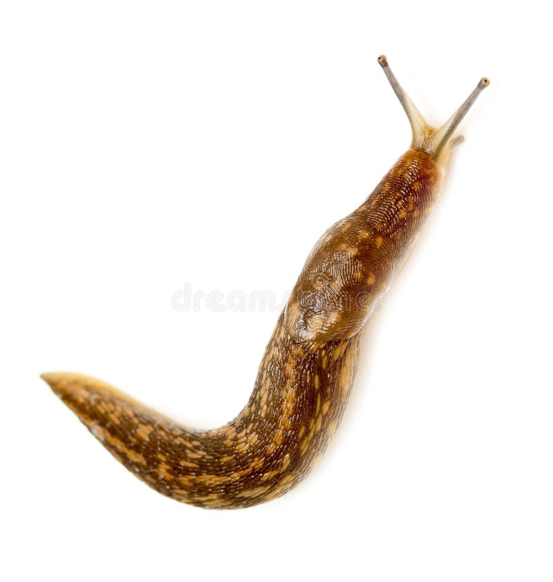 Slug Snail on White Background Stock Image - Image of slow, closeup ...