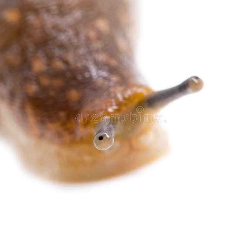 Slug Snail On White Background Stock Photo - Image of garden, slimy ...