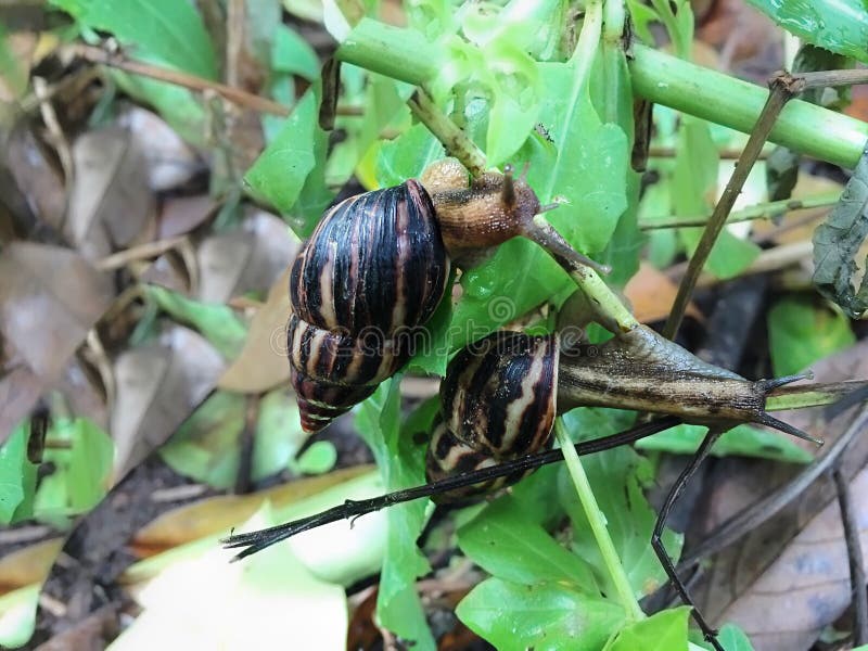 Slug snails eating stock image. Image of slug, slugs - 104147649