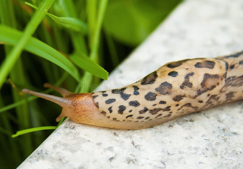 Slug stock image. Image of granite, macro, slug, tentacles - 55862205