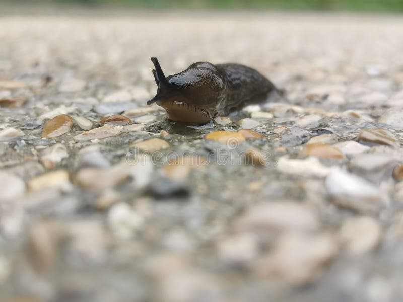 Slug on a Stone Carpet Floor Stock Photo - Image of insect, beak: 261551084