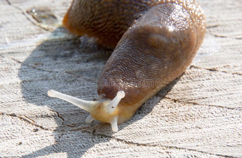 Slugs Dead Tree Trunk Stock Photos - Free & Royalty-Free Stock Photos ...