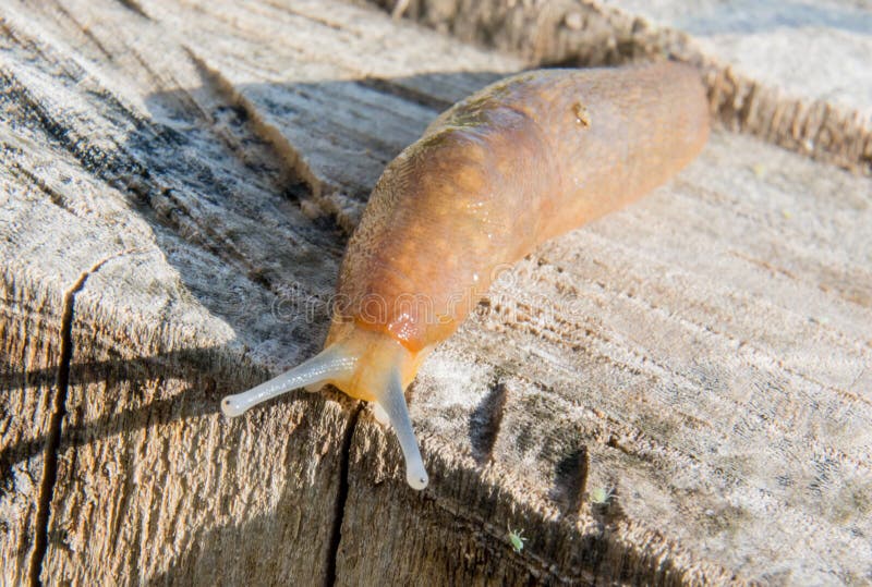 Slugs Dead Tree Trunk Stock Photos - Free & Royalty-Free Stock Photos ...