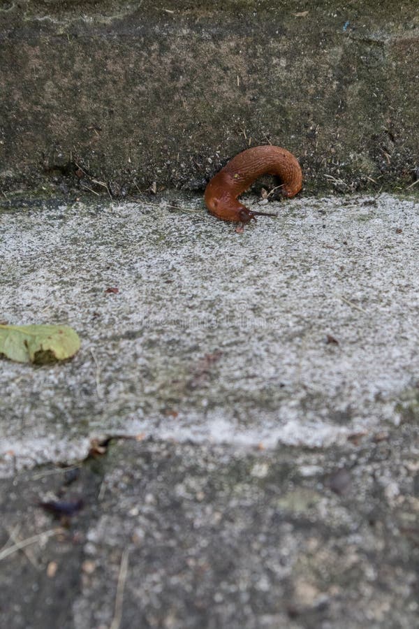 Slug on Textured Concrete and Brick Wall Stock Photo - Image of ground ...