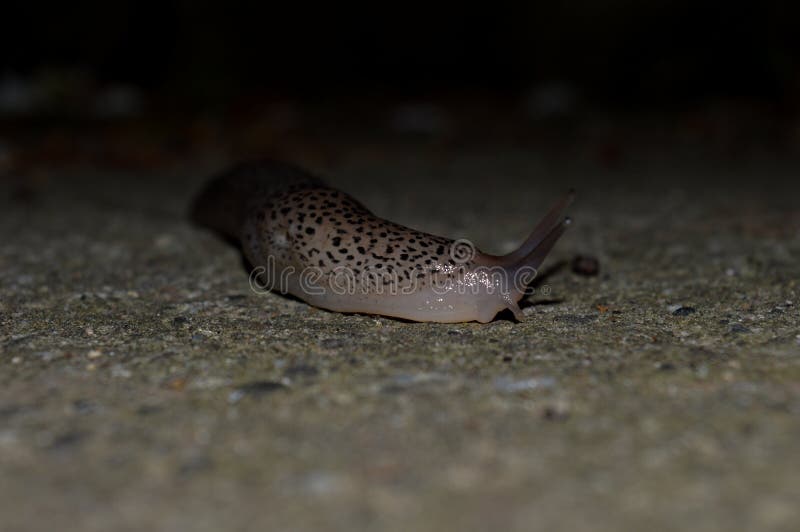 Slug on the track stock photo. Image of spring, slug - 147417608