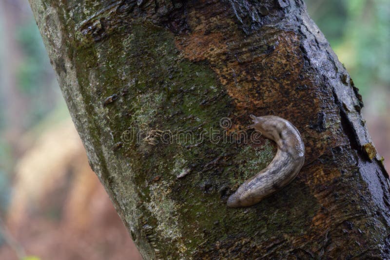 Slug on tree stock image. Image of slug, tree, autunm - 201336097
