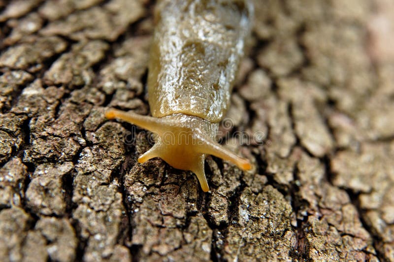Slug on the tree stock photo. Image of animal, nature - 2641142
