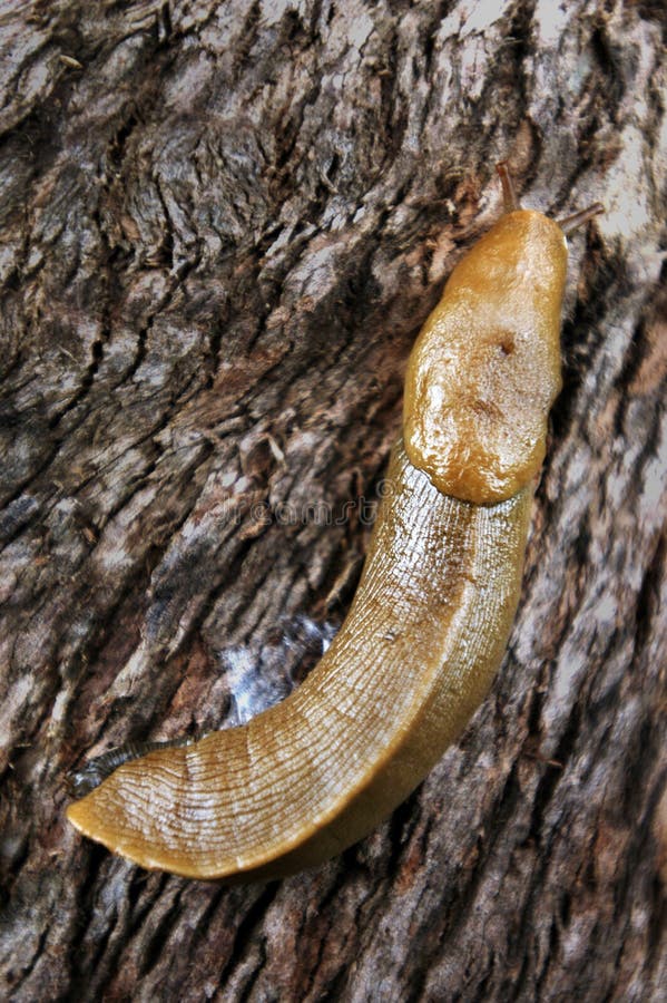 Slug on a Tree stock image. Image of feelers, brown, worm - 79641973