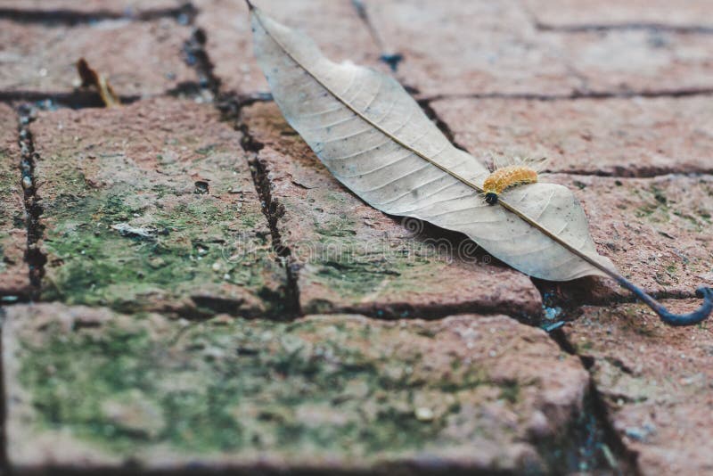 Close-up on a Slug Walks Over the Dried Leaf Stock Image - Image of ...