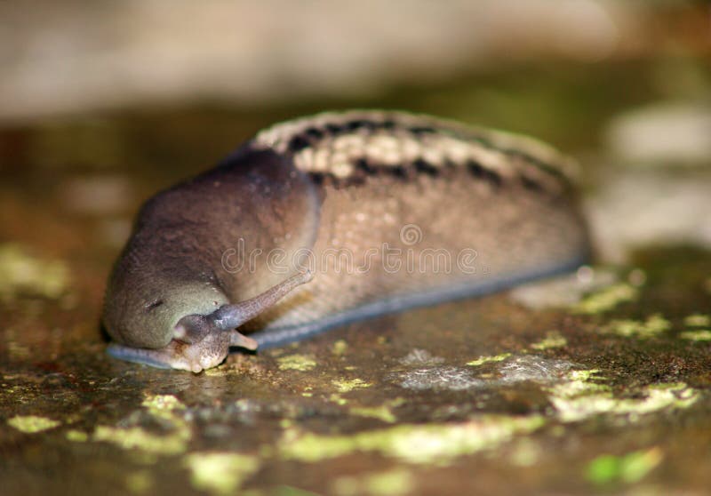 Slug On Wet Rock Picture. Image: 1588737