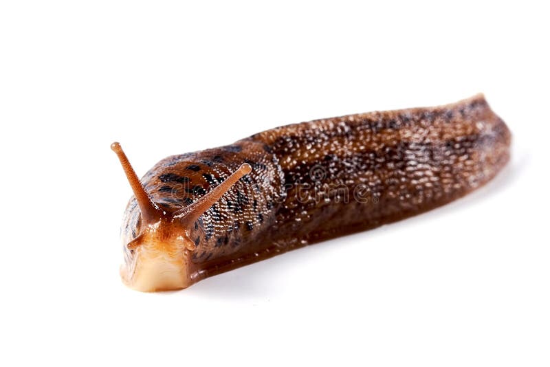 Slug on a white background stock image. Image of move - 25285195