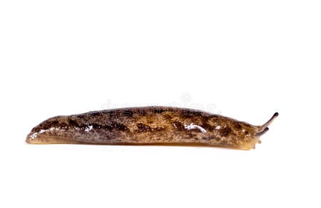 Slug on a white background stock photo. Image of pest - 9749432