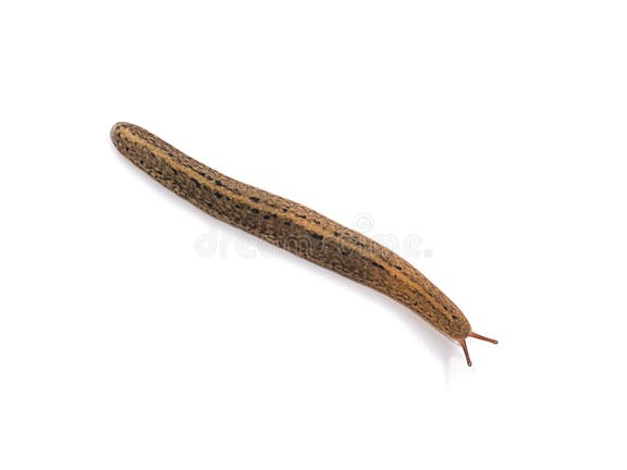 Slug on white background stock photo. Image of animal - 282272158