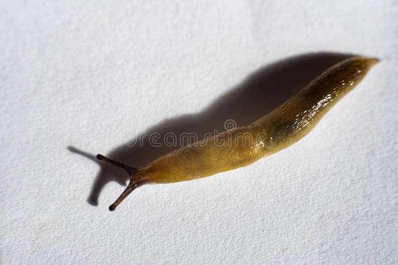Slug on white paper stock image. Image of white, slug - 60643717