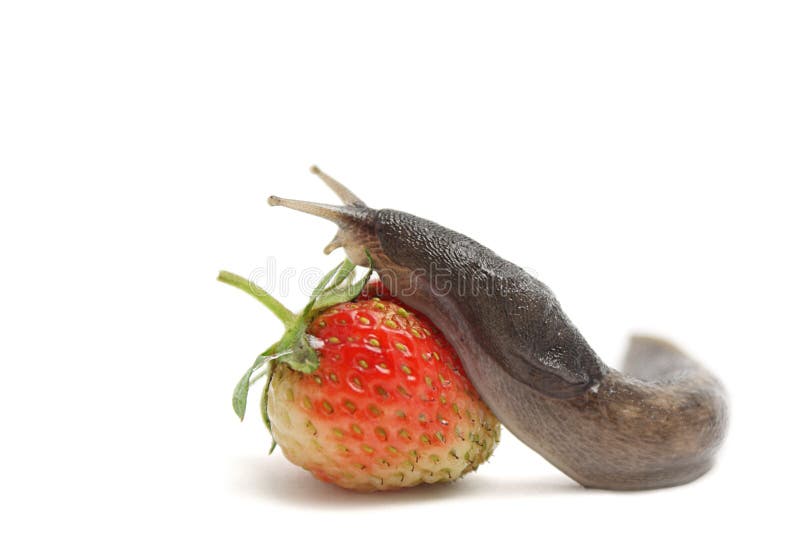 Slug Worm or Larvae Caterpillars on Leaf, it is Dangerous Insect Pest ...