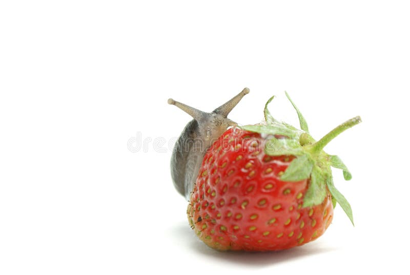 Slug Worm or Larvae Caterpillars on Leaf, it is Dangerous Insect Pest ...