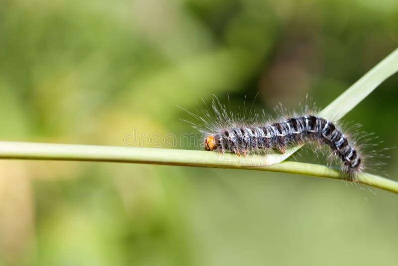 Slug Worm or Larvae Caterpillars on Leaf, it is Dangerous Insect Pest ...